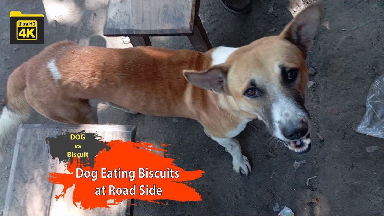 Brown Color Dog Eating Biscuits at Road Side Dog Natural 4k Video - YouTube