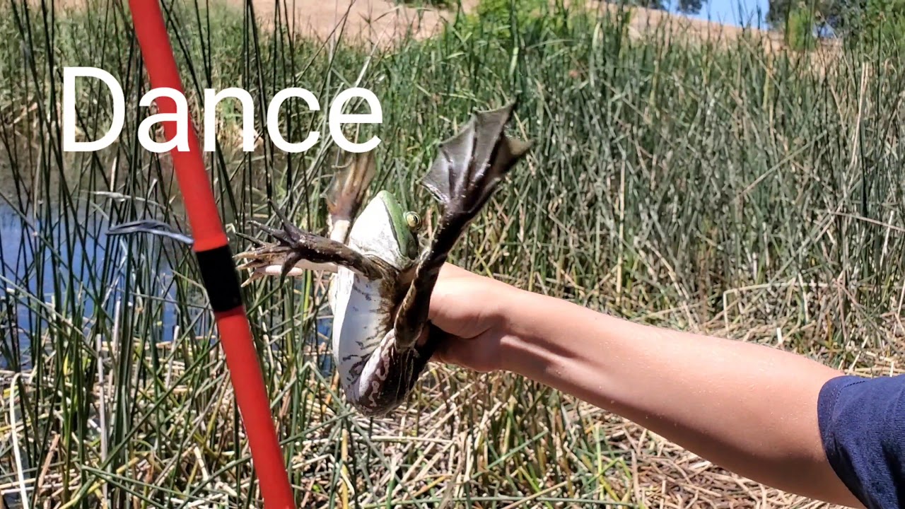 Dancing frog meme - YouTube