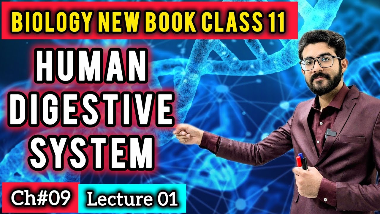 Human Digestive System Class 11 | Anatomy & Physiology of Digestive ...