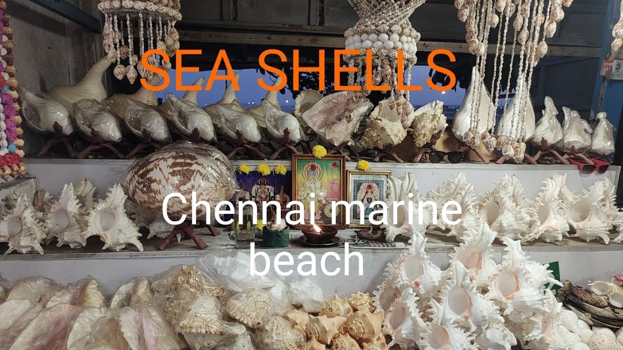 Chennai marine beach/ sea shells shop local market/ #marinabeachchennai #foryou #travel #vlog ...
