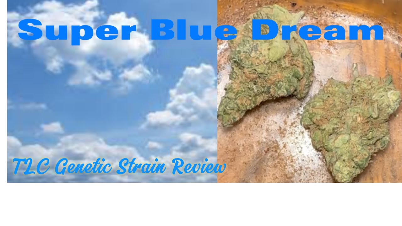 The TLC Genetic Show : Super Blue Dream (Strain Review) - YouTube