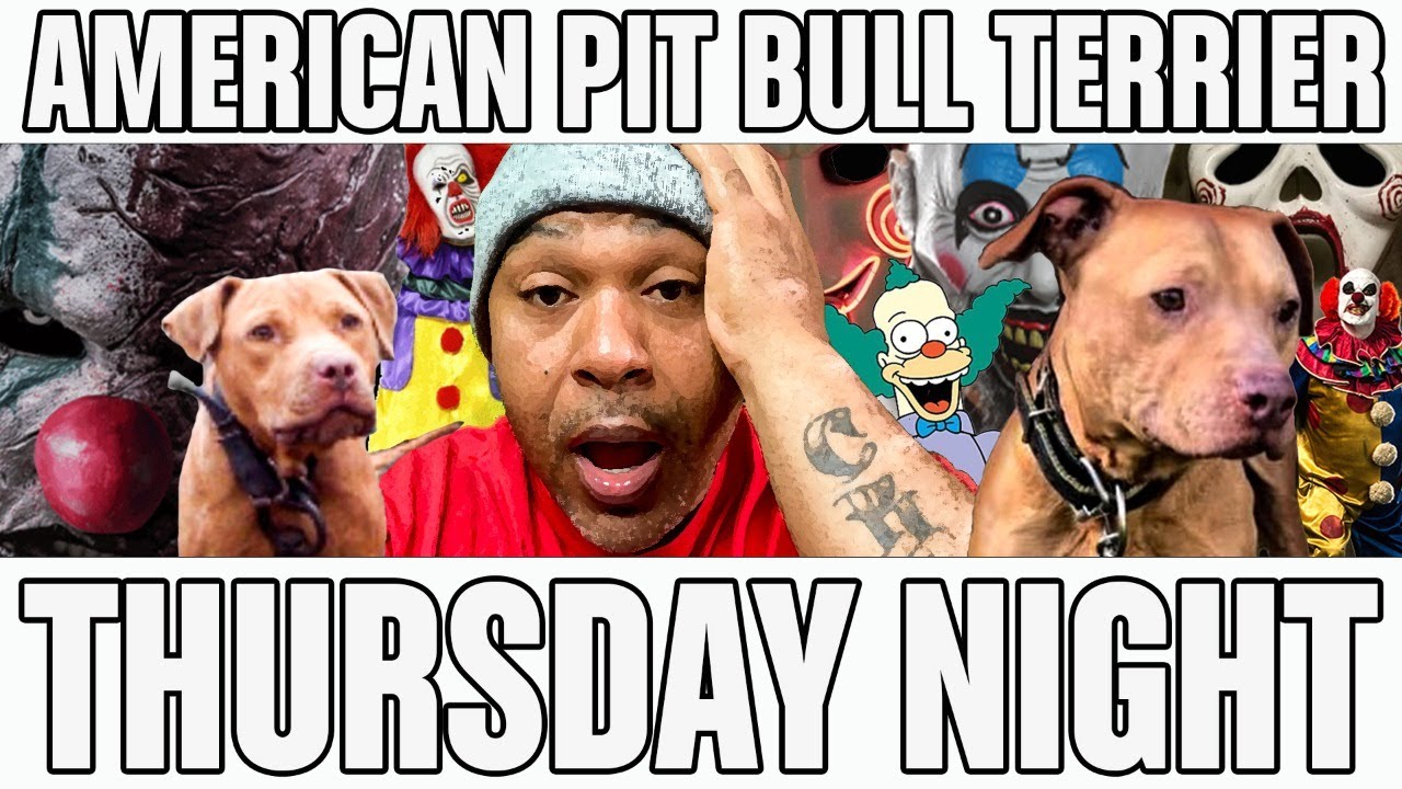 THURSDAY NIGHT BULLDOG TALK [ WTF IS A pedigree?? ] GAME DOGS & CURS ...