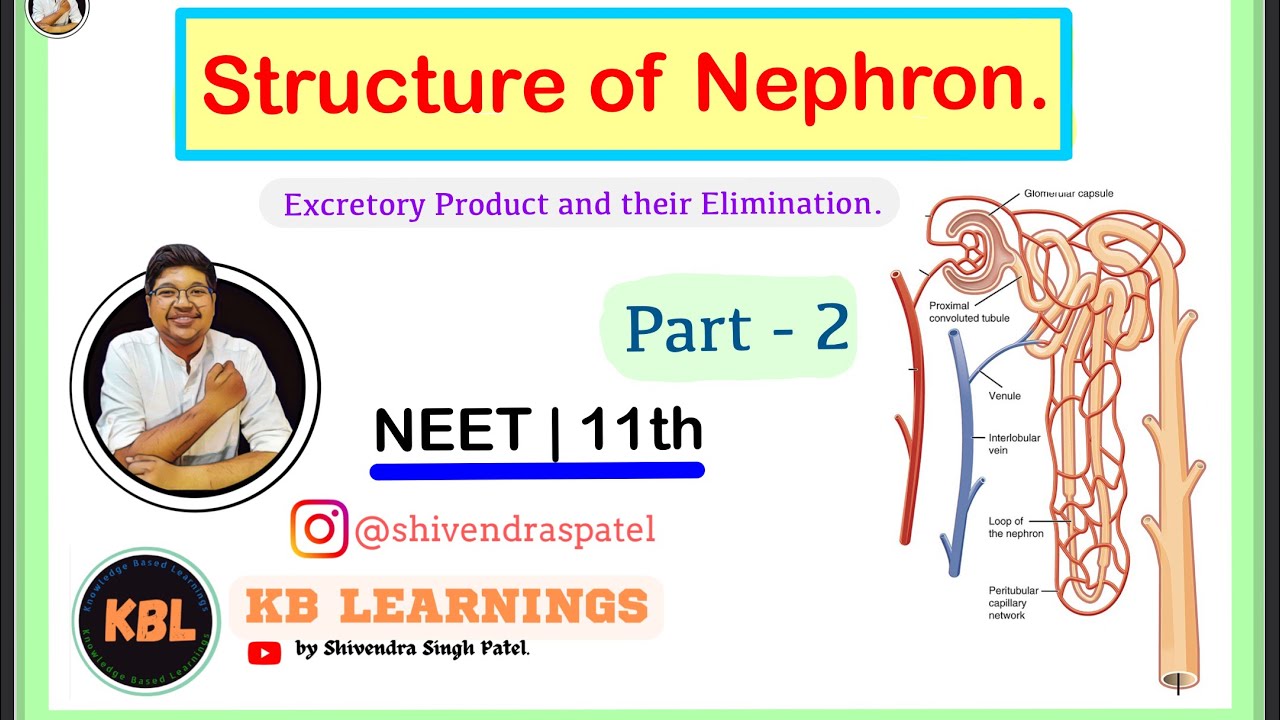 Structure of Nephron Part-2 | PCT, Loop of Henle, DCT, Collecting Duct ...