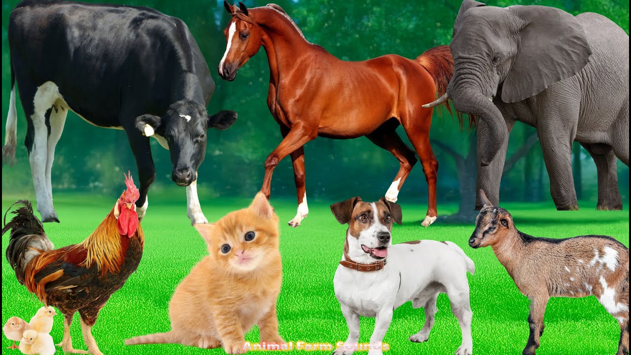 Compilation of Farm Animals: Chicken, Cat, Cow, Sheep, Elephant, Dog ...