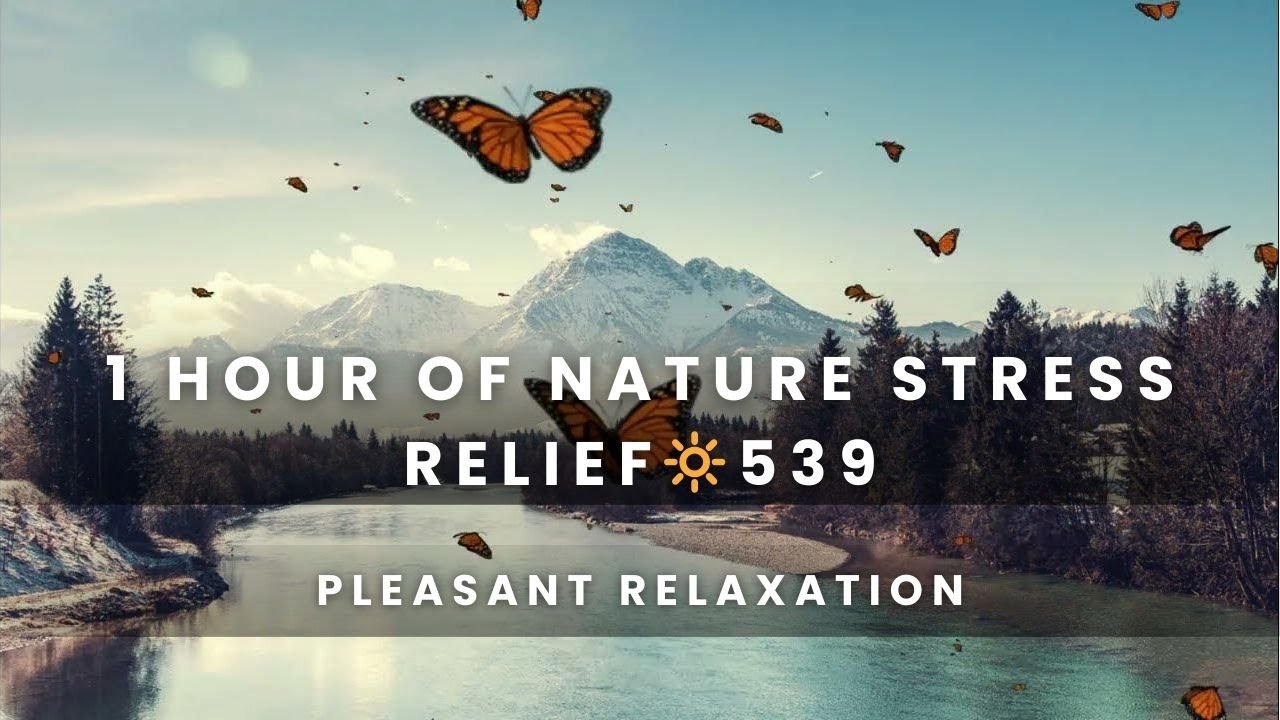 1 Hour of Nature Stress Relief 539 - YouTube