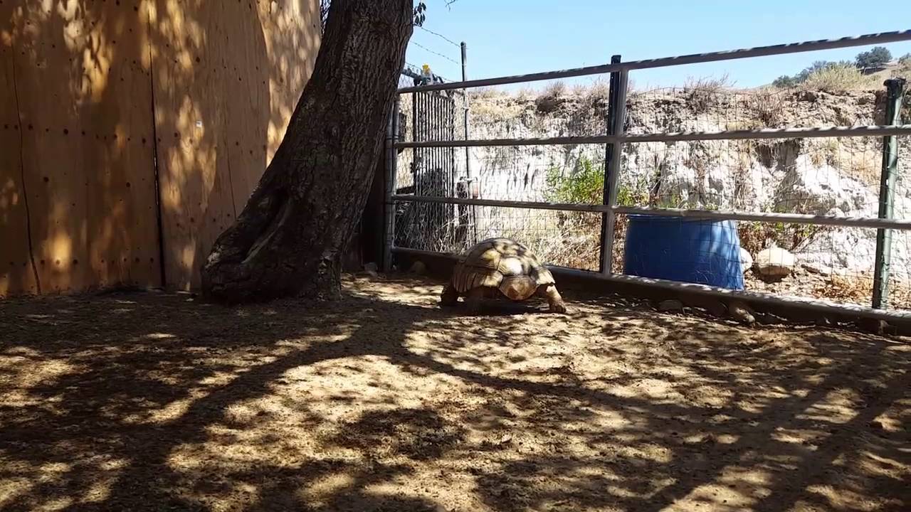 Sully the llama freaks out over Mongo, the tortoise! - YouTube