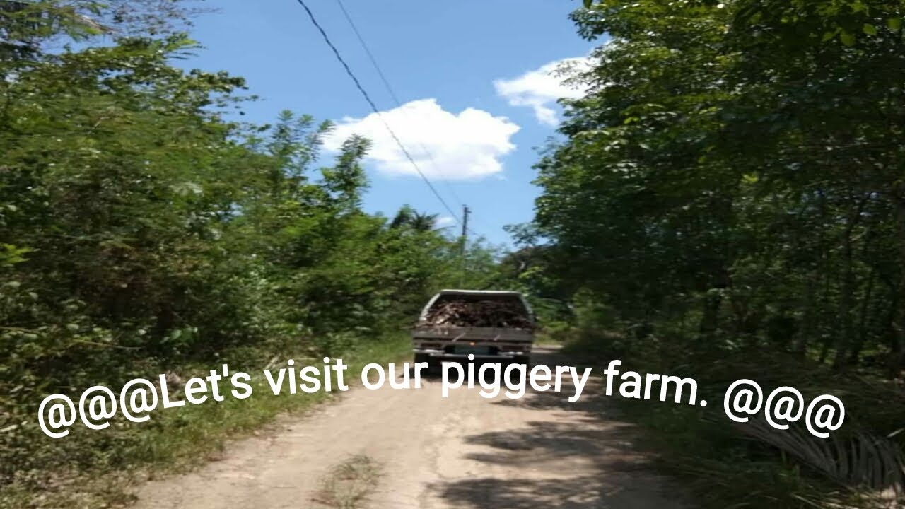 Piggery Farm in the Philippines - YouTube