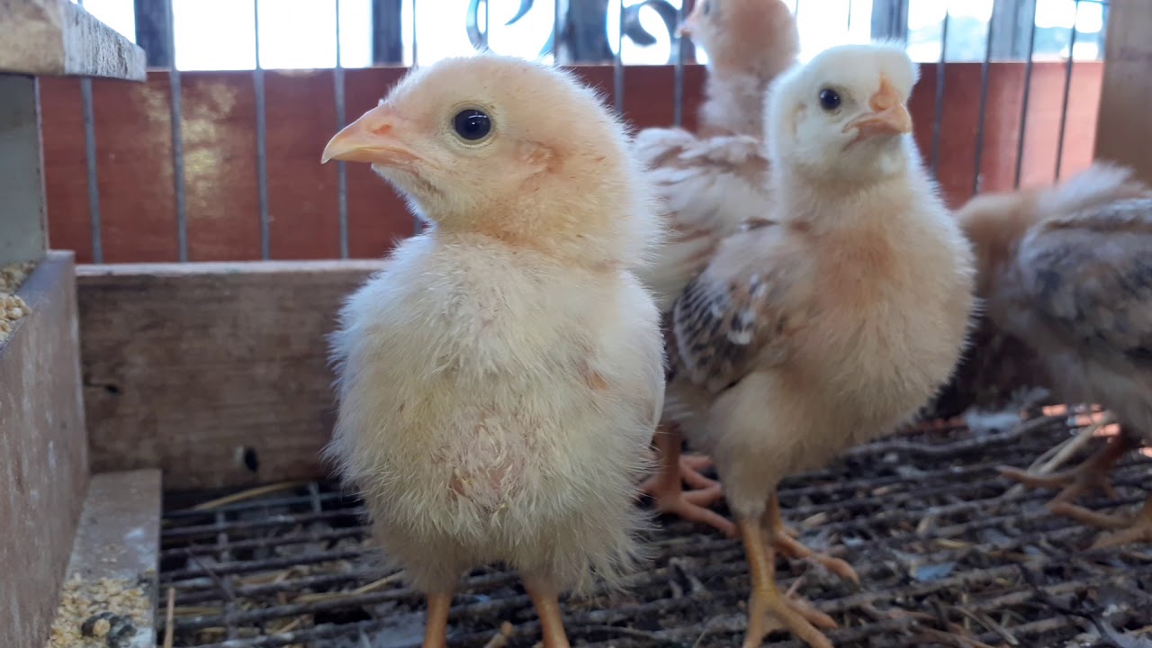pollitos 🐣🐥💞🥰 - YouTube