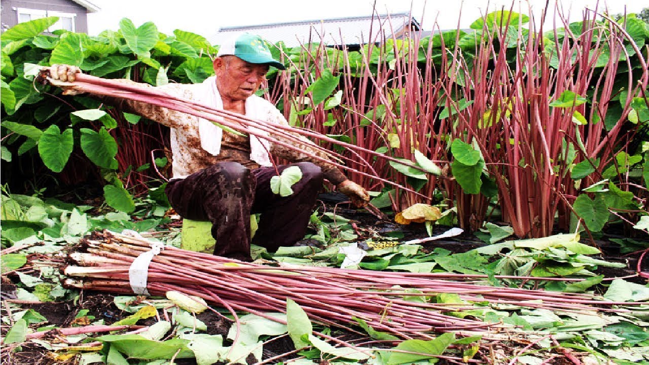 Japan Taro Stem Farming And Harvest - Taro Steam Cultivation - YouTube
