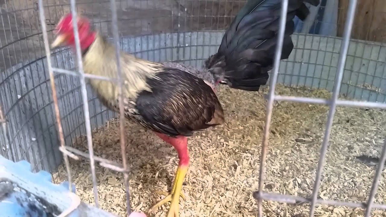 Gallos finos 6 gallino - YouTube
