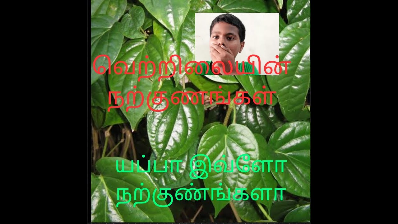 vetrilai benefits in tamil/vishnu aakash - YouTube