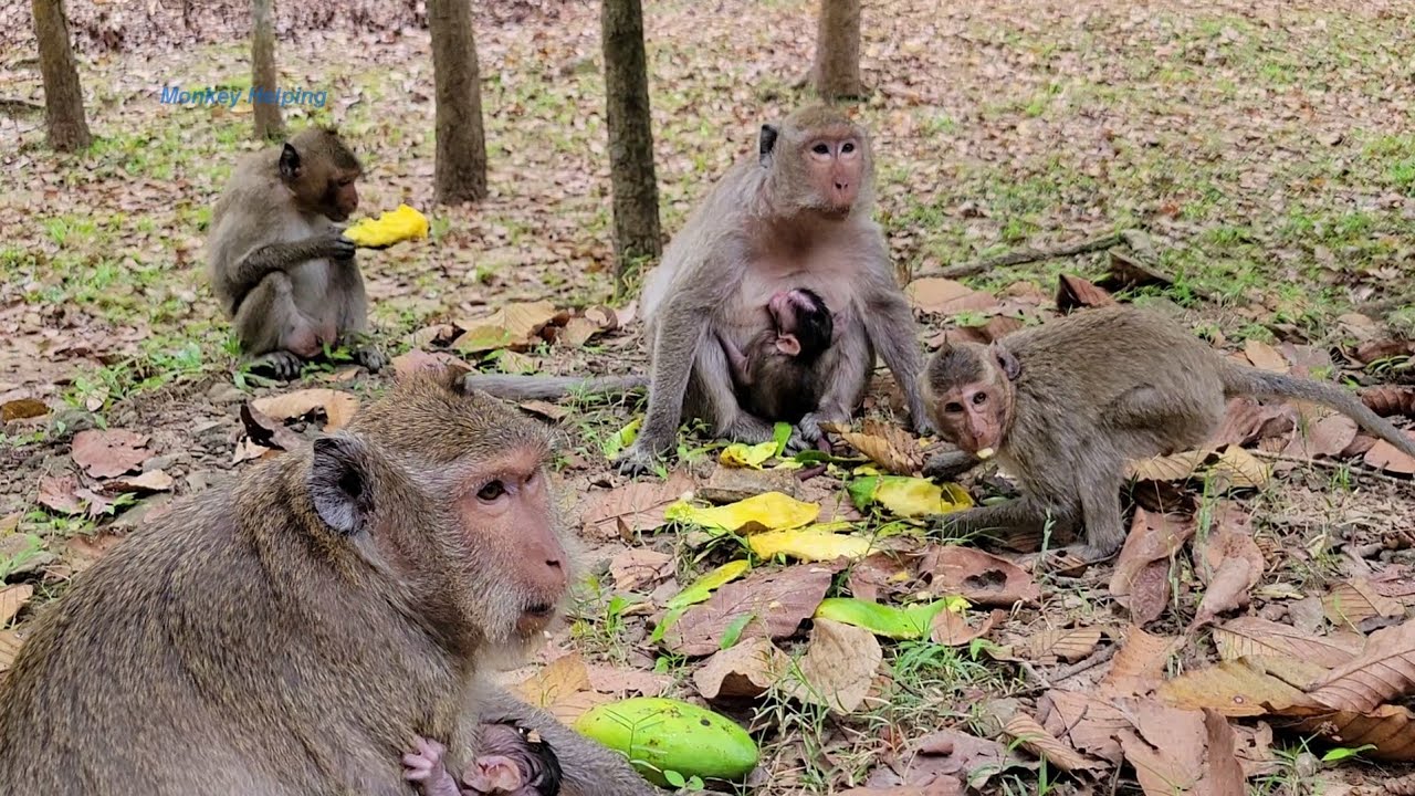 Lovely monkey family group Amari so sweet enjoy fruits and food share ...