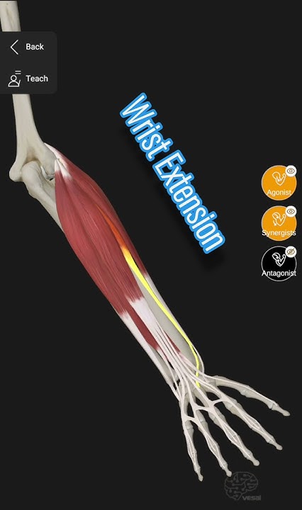 Wrist Extension(2)- Extensor carpi radialis brevis muscle - YouTube
