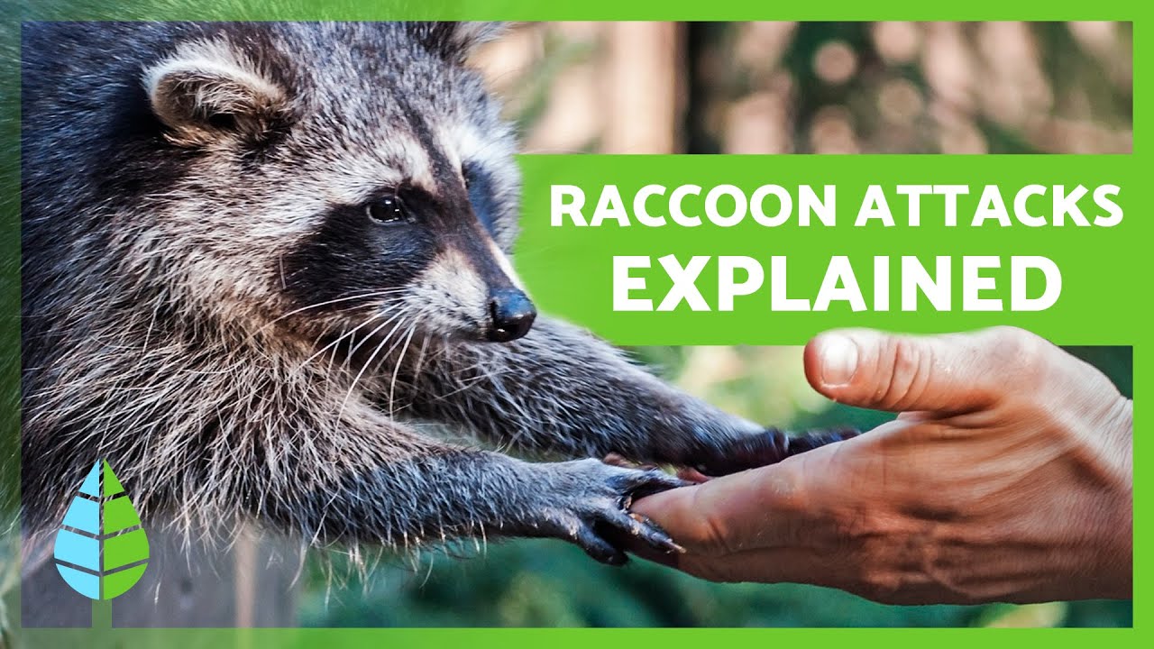 Are Raccoons Aggressive? 🦝 | Myths and Facts - YouTube