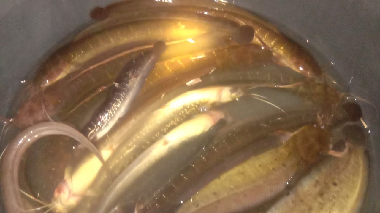 Lele Panjang (Lembat Kalimantan)..Tarikannya Super - YouTube