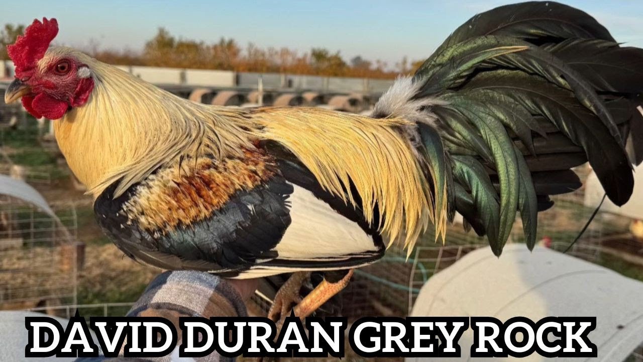 David Duran Pure Ruble Hatch Grey Sweater Roundhead Kelso Albany - Farm ...