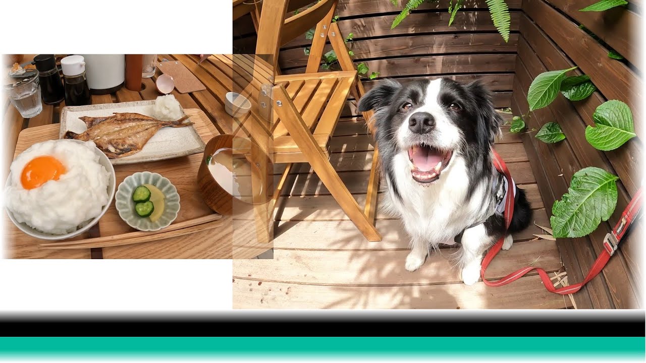 [ENG SUB] Taste and eat! (Japanese breakfast) [Rescued Border Collie ...