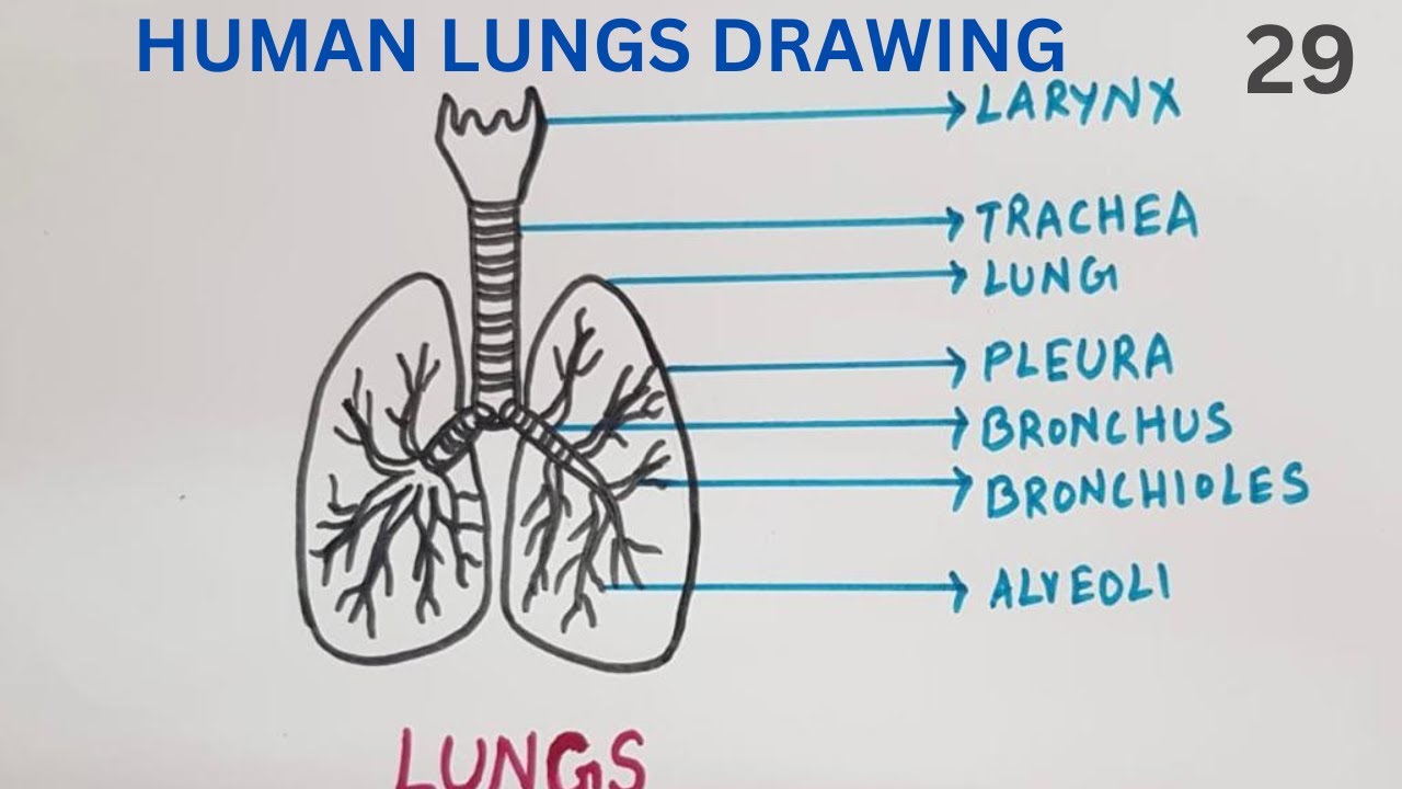 How to draw human lungs / Easy lungs drawing step by step / Khan's ki ...