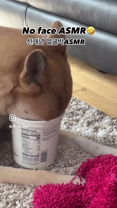 Dog licking yogurt mukbang ASMR 강아지 요거트 먹방 #eatingsounds #eatingasmr #asmr #mukbang #먹방 #강아지먹방 ...