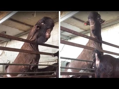 extraña cabra de damasco aterroriza a los habitantes de la india - YouTube
