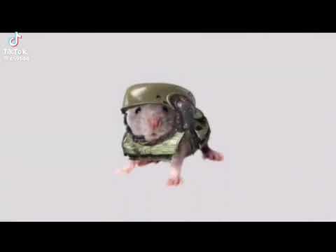 How to deal with rats in arena breakout - YouTube