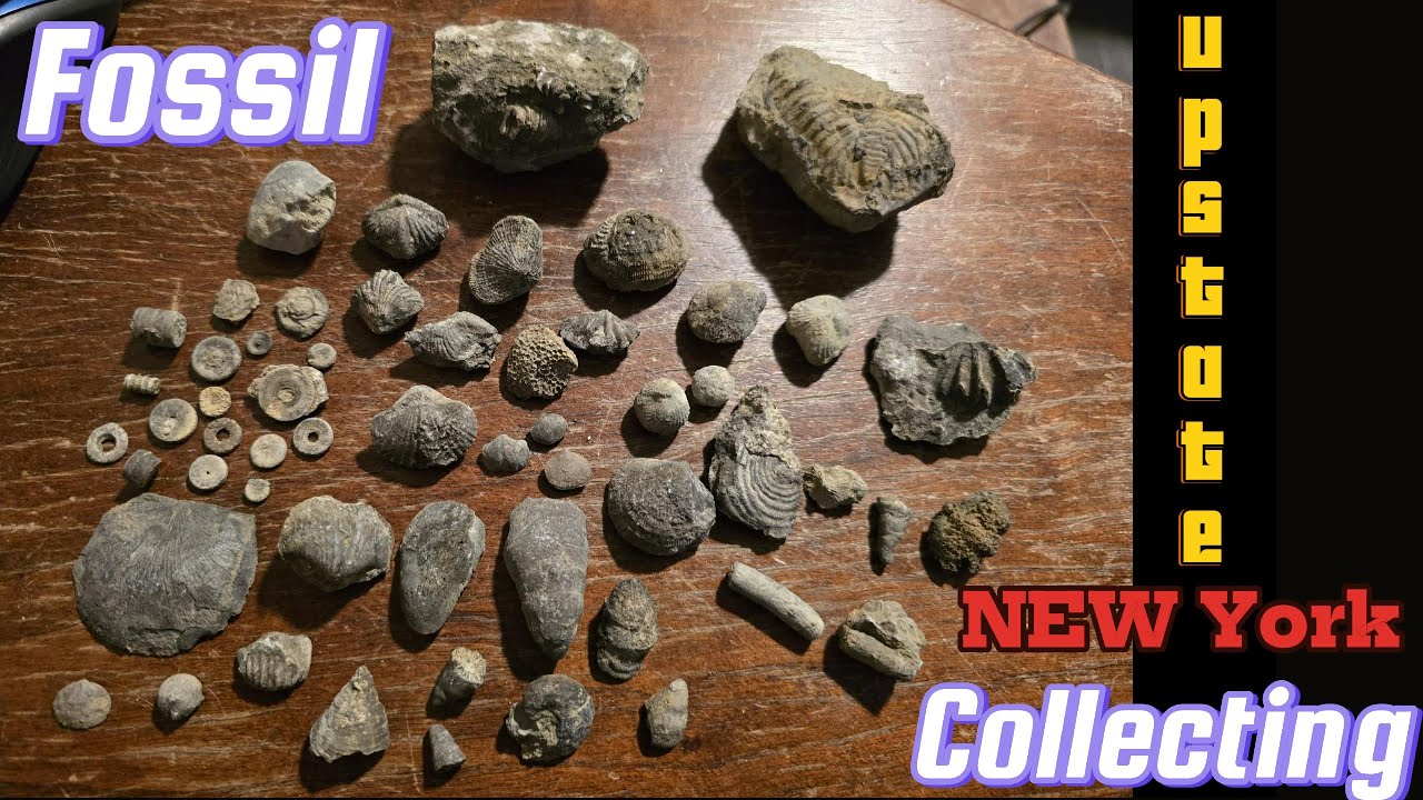 Collecting fossils in a Devonian era seabed collecting fossil in ...