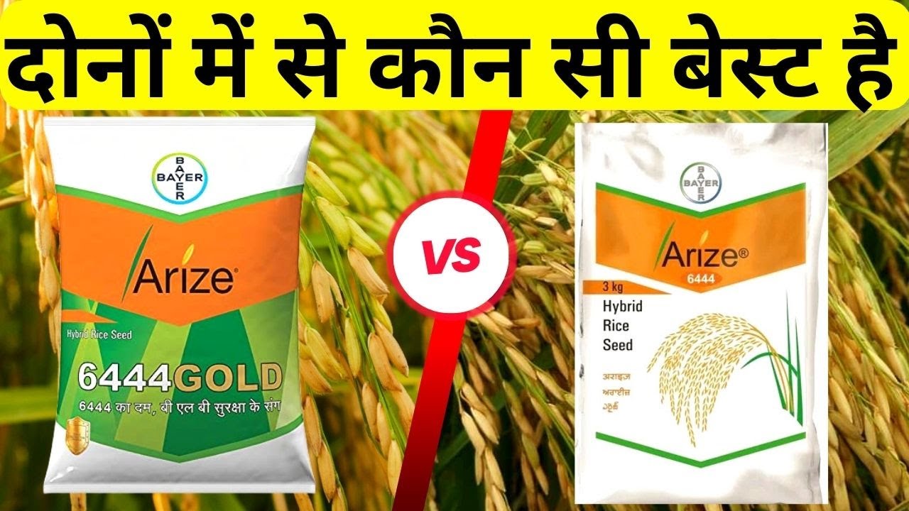 दोनों में से कौन सी बेस्ट है || arize 6444 gold dhan || arize 6444 ...