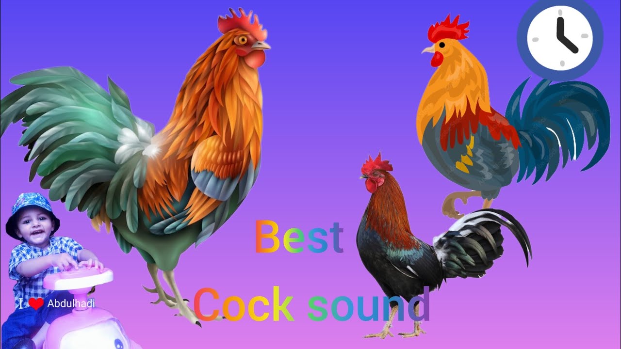 cock Sound | best rooster sound | Rooster crowing sounds | Abdulhadi ...