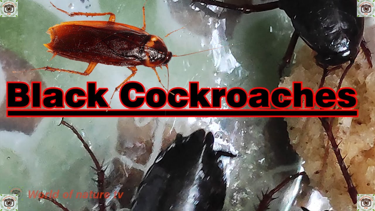 INSECTS - Black Cockroaches in a Jar eating bread 🪳 4k Close-up video 🪳 ...