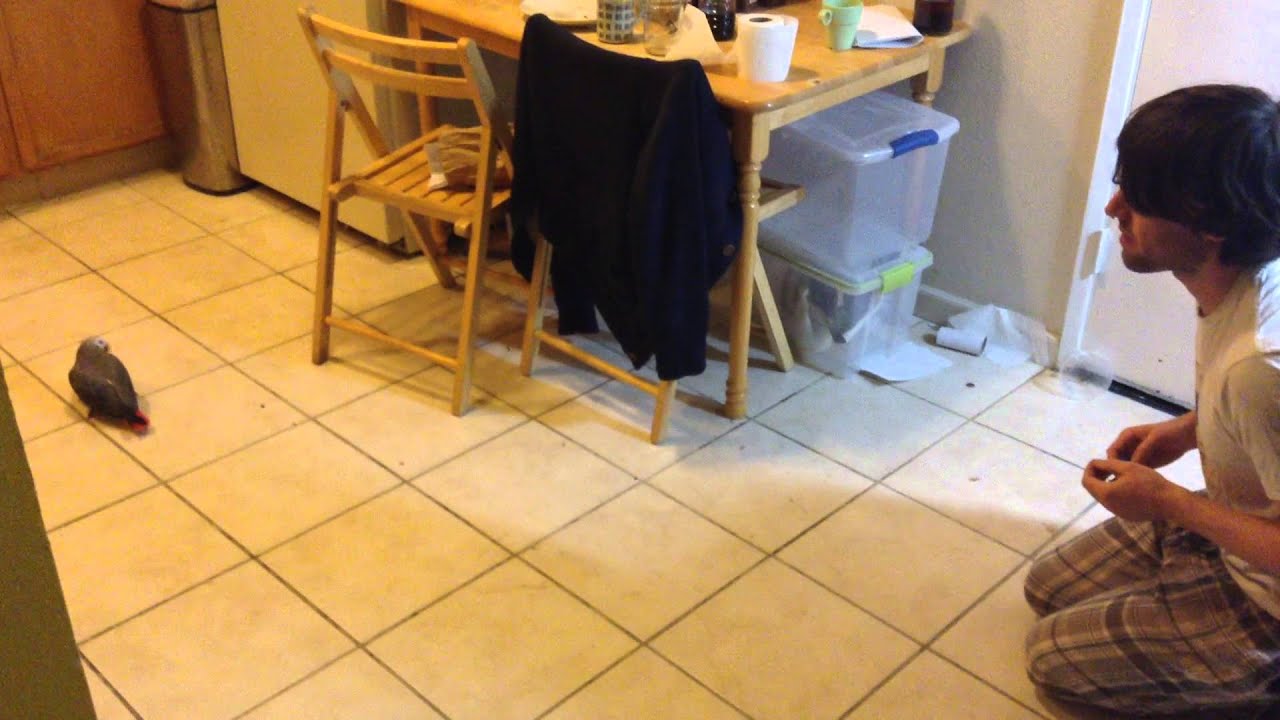 African grey parrot clicker training, Bucket milk run. - YouTube