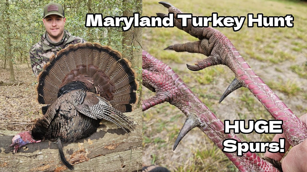 GIANT Spurred Gobbler in Maryland - Spring Turkey Hunt - YouTube