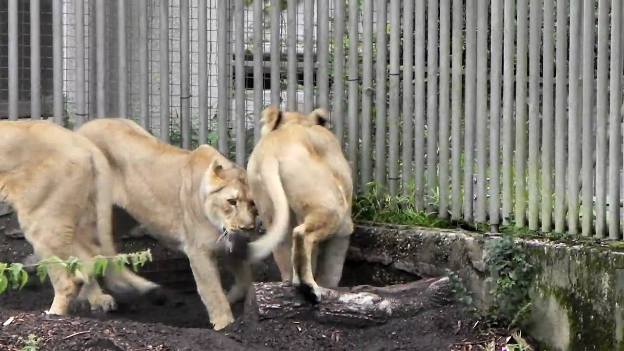 Crazy Lions - YouTube