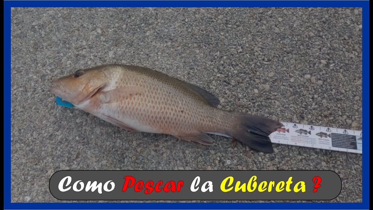 ¡La épica aventura de pesca del pargo y la cubereta en Florida! - YouTube