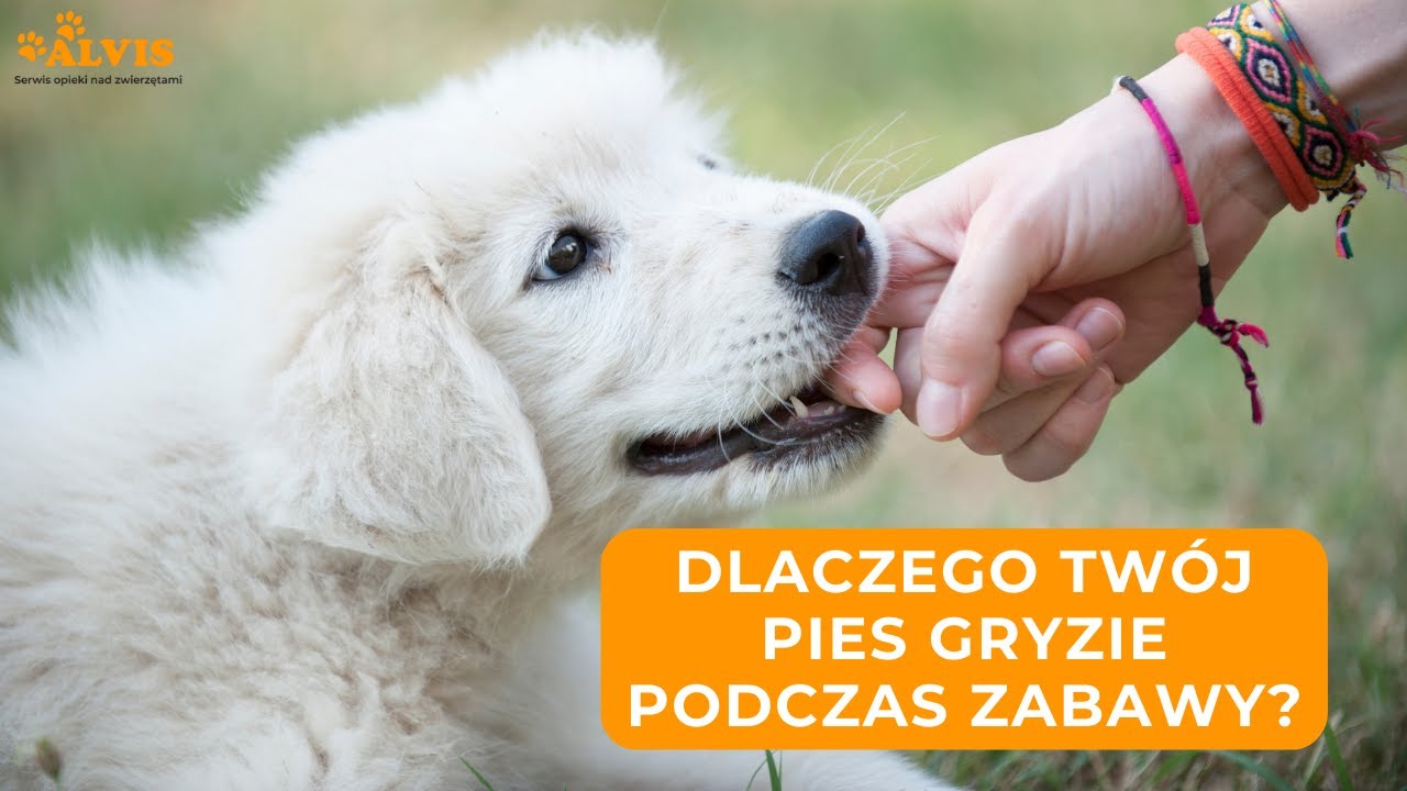 Pierwsze kroki ze szczeniakiem I Dlaczego pies gryzie ręce i nogi ...