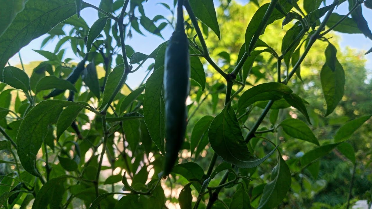 Mirchu Recipe Maharashtrian | - YouTube