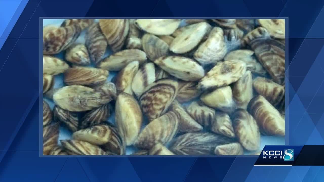 Iowa officials confirm invasive zebra mussels in Storm Lake - YouTube