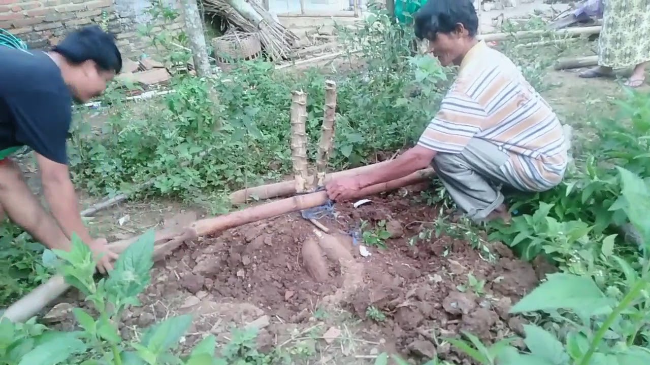 mencabut singkong raksasa - YouTube