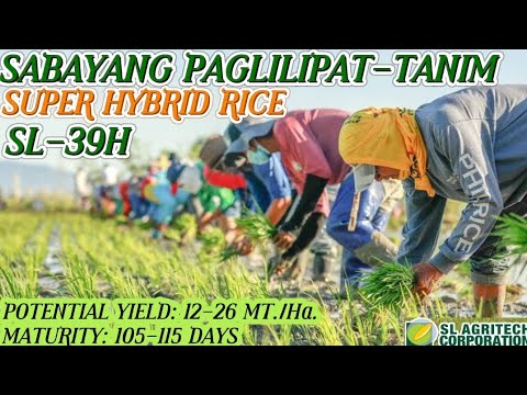 SUPER HYBRID RICE SL-39H SL AGRITECH | LIPAT TANIM DAY 1 - YouTube