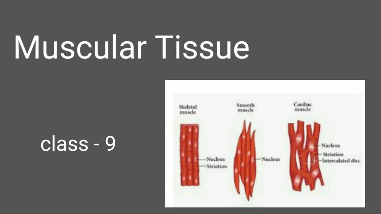Muscular Tissue ( class - 9) - YouTube