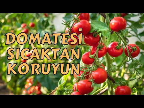 DOMATESİ SICAKTAN KORUMA YÖNTEMLERİ #domates #domatesbudama # ...