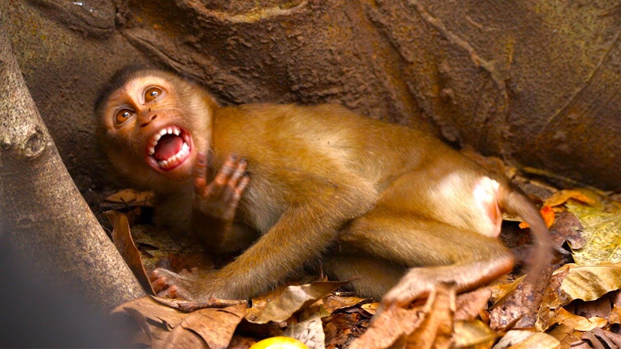 The baby monkey was so pitiful, it was severely beaten by the monkeys ...