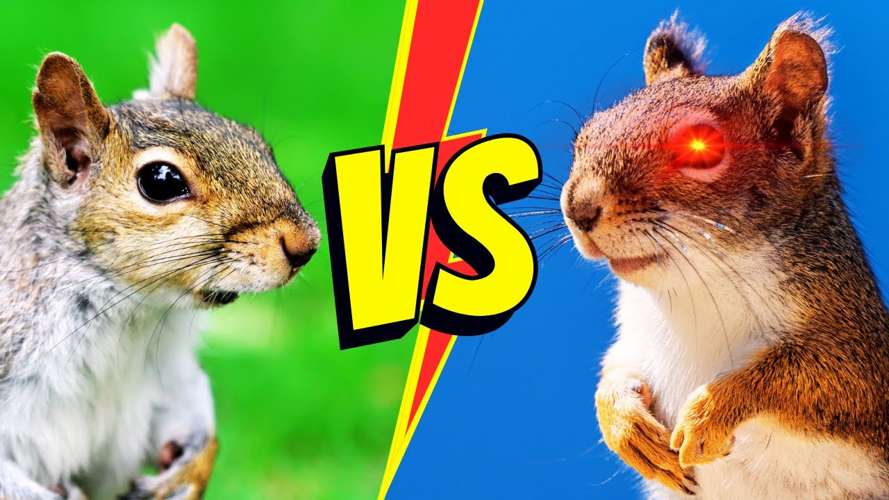 HUNGRY Squirrels FIGHT Over FOOD! - YouTube