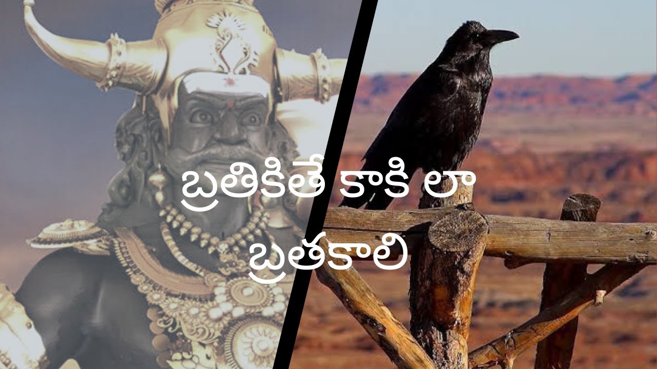 Crow facts in Telugu | The Telugu Teller | కాకి ఇంటి ముందు అరుస్తుంది ...