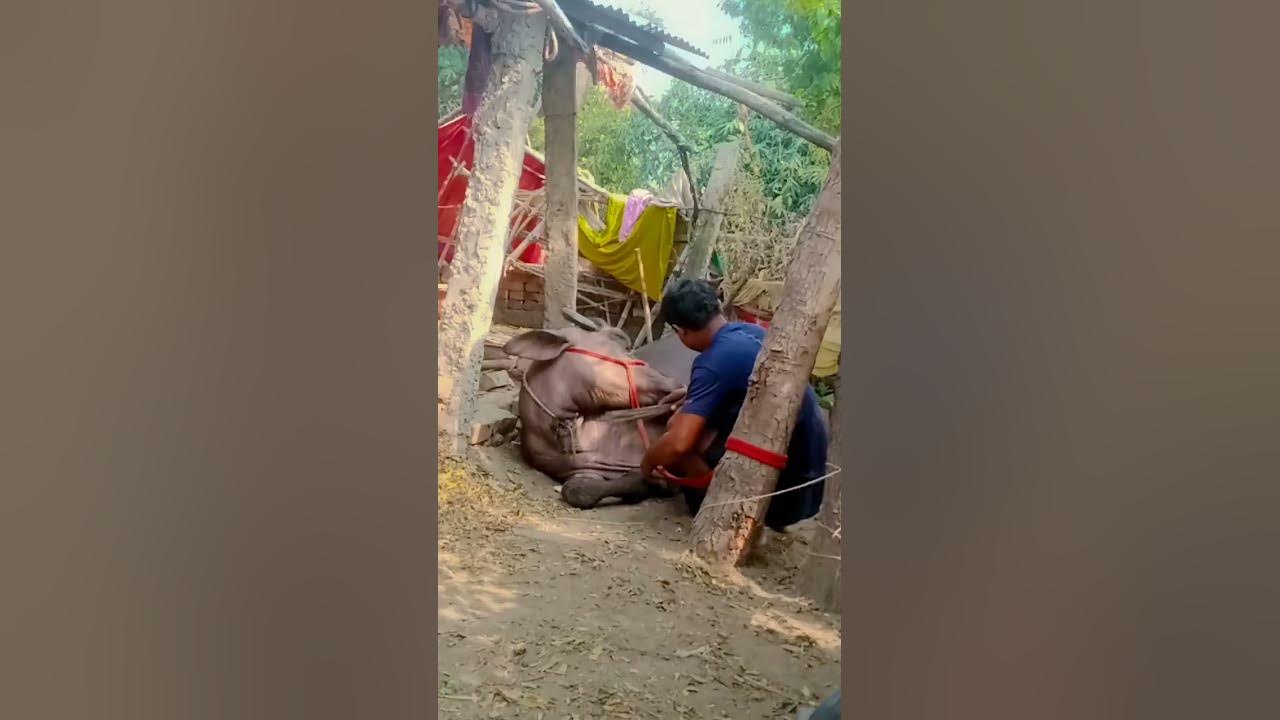 #shortvideo - YouTube