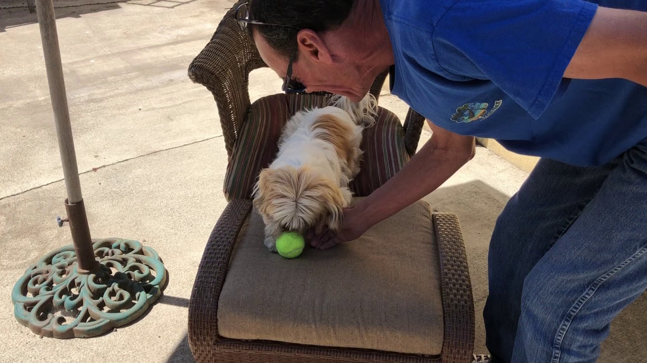 Chika is a sweet and playful adoptable dog - YouTube