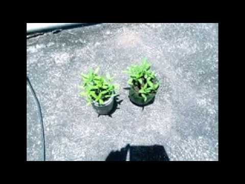 VLOG OF WEED GROWING ON MY ROOF !!! 🌴 🌱 🌿🎍 🎋 🍃 - YouTube