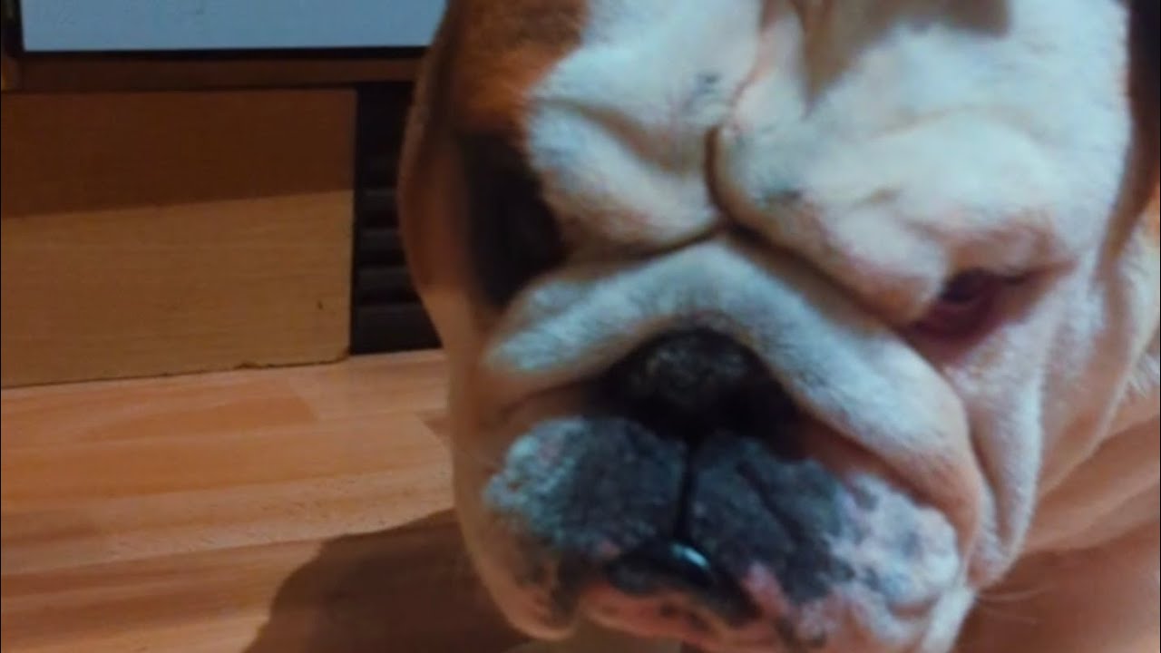 Pablo and Diego loved opening gifts from our amazing followers! 🎁 - YouTube