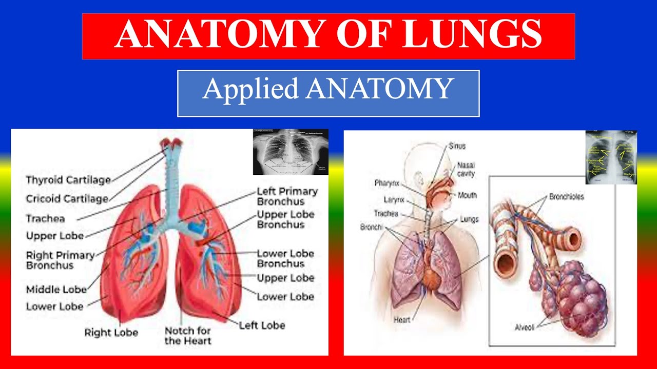 ANATOMY OF LUNGS - Respiratory System - Applied anatomy for Nursing ...