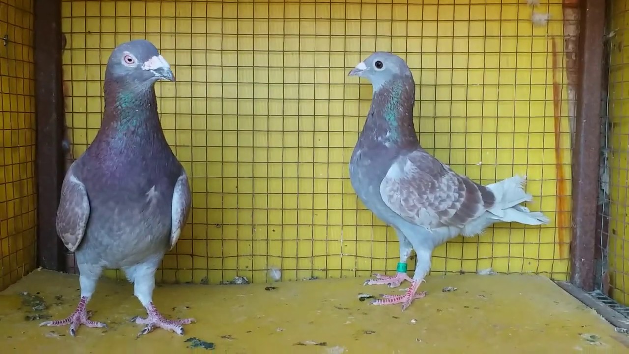 Racing Homer For Sale - Contact - 9742749465 - YouTube