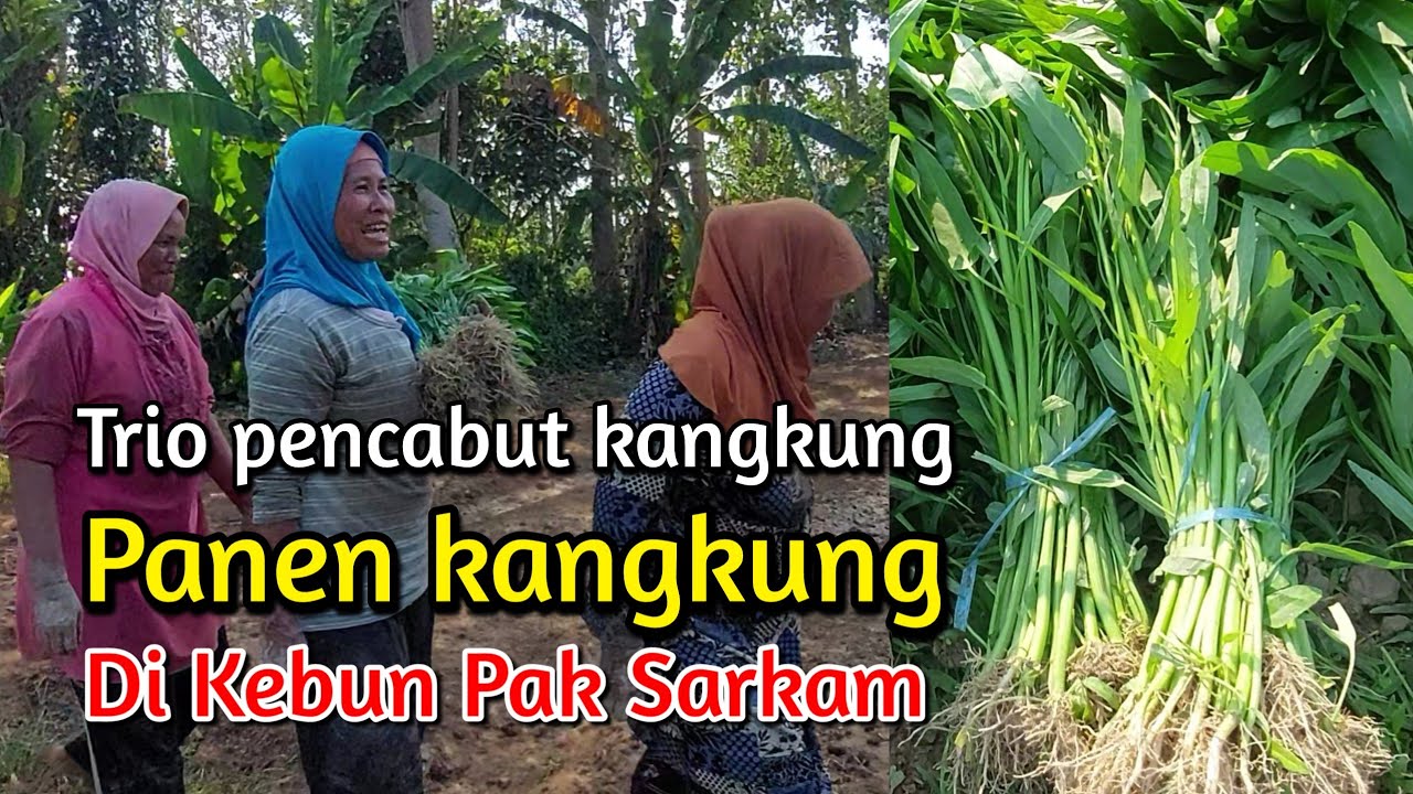 PANEN KANGKUNG MELIMPAH ‼️ DIKEBUN PAK SARKAM, HARGA RP. 2500/IKAT ...